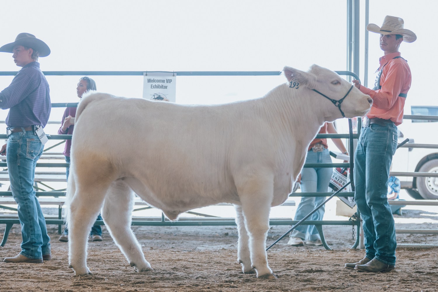 Professional Pics from Desert Storm | Horseshoe Angus Ranch