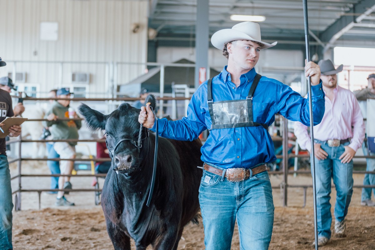 Professional Pics from Desert Storm | Horseshoe Angus Ranch