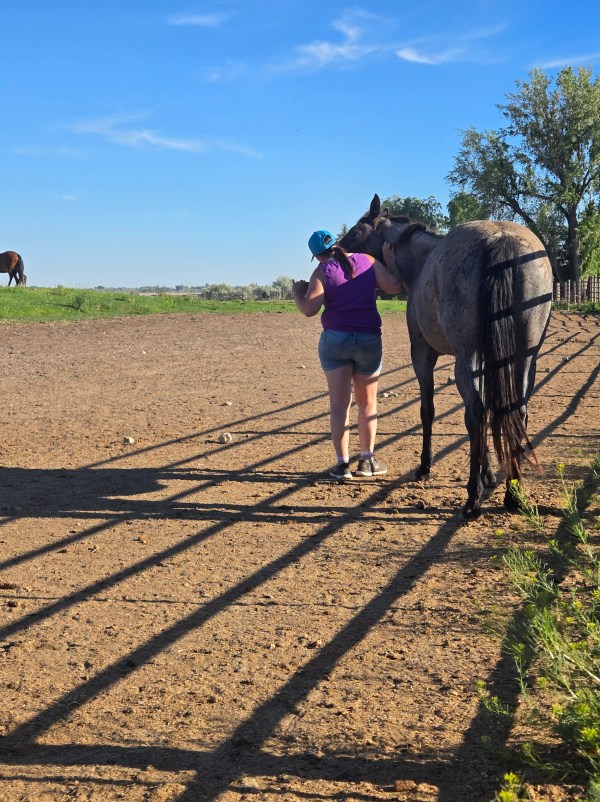 Last Week in Pictures | Horseshoe Angus Ranch