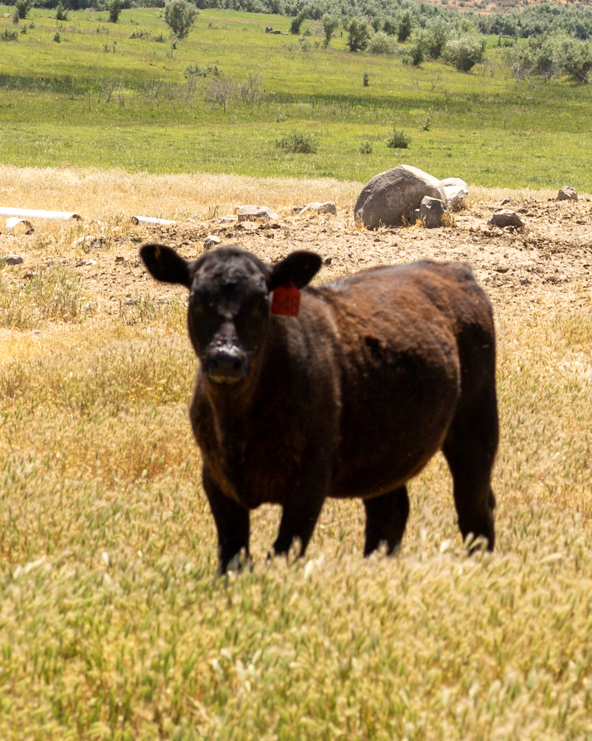 2026 Heifers | Horseshoe Angus Ranch