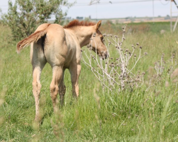 Last Week in Pictures | Horseshoe Angus Ranch